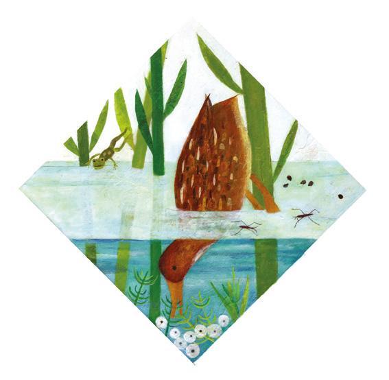 Mique Moriuchi - Duck - Children's Book Illustrations at Rogans Books